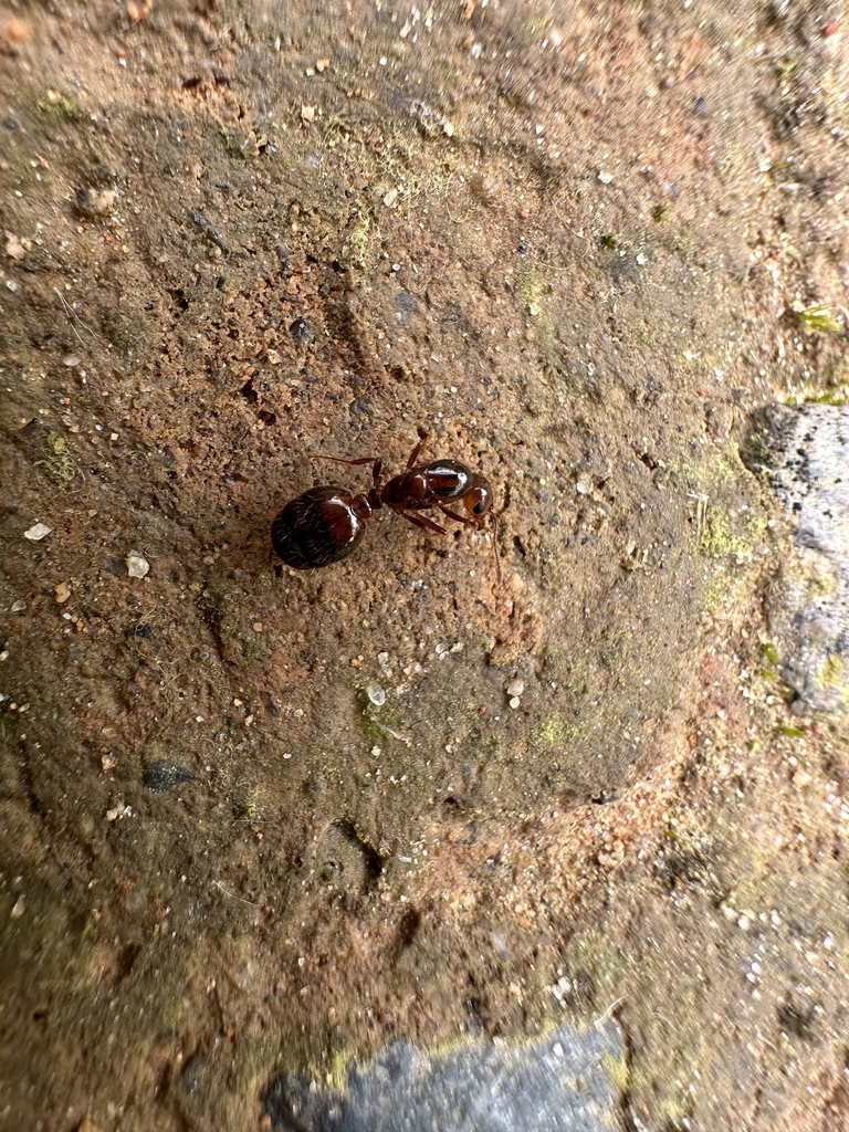 Red Imported Fire Ant from 蕉城区, 宁德市, 福建省, CN on May 21, 2023 at 03:34 ...