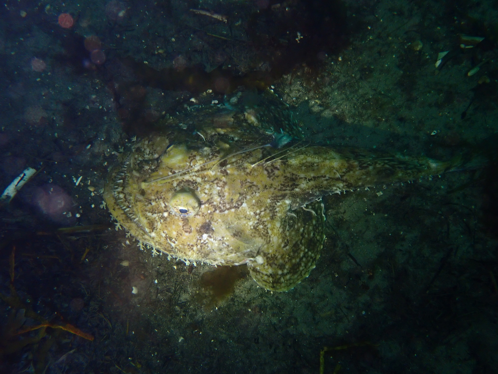 Lophius piscatorius Linnaeus, 1758