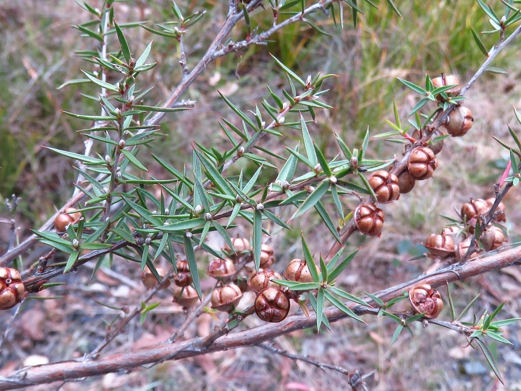 prickly tea-tree from Gardens of Stone SCA Cullen Bullen NSW 2790 ...