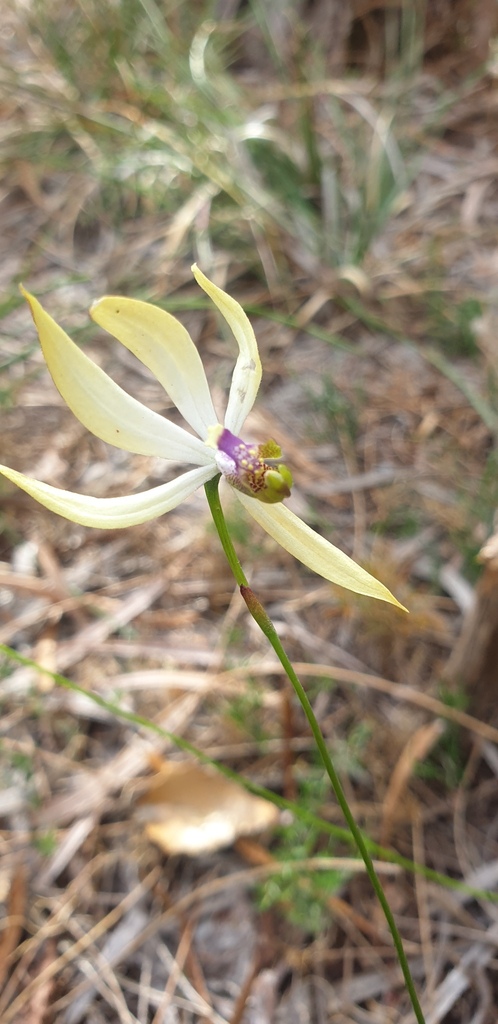 leafless orchid from Murray, Western Australia, Australia on May 21 ...