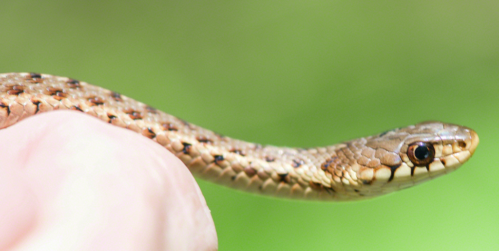 Common Garter Snake from Highland County, VA, USA on May 19, 2023 at 07 ...