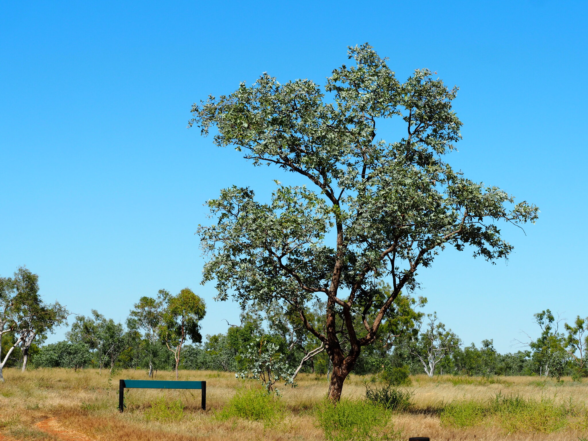 Corymbia terminalis (F.Muell.) K.D.Hill & L.A.S.Johnson