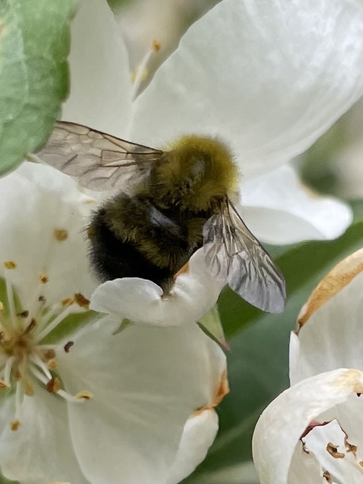 Bumble Bees from Sherman Hollow Rd, Huntington, VT, US on May 20, 2023 ...