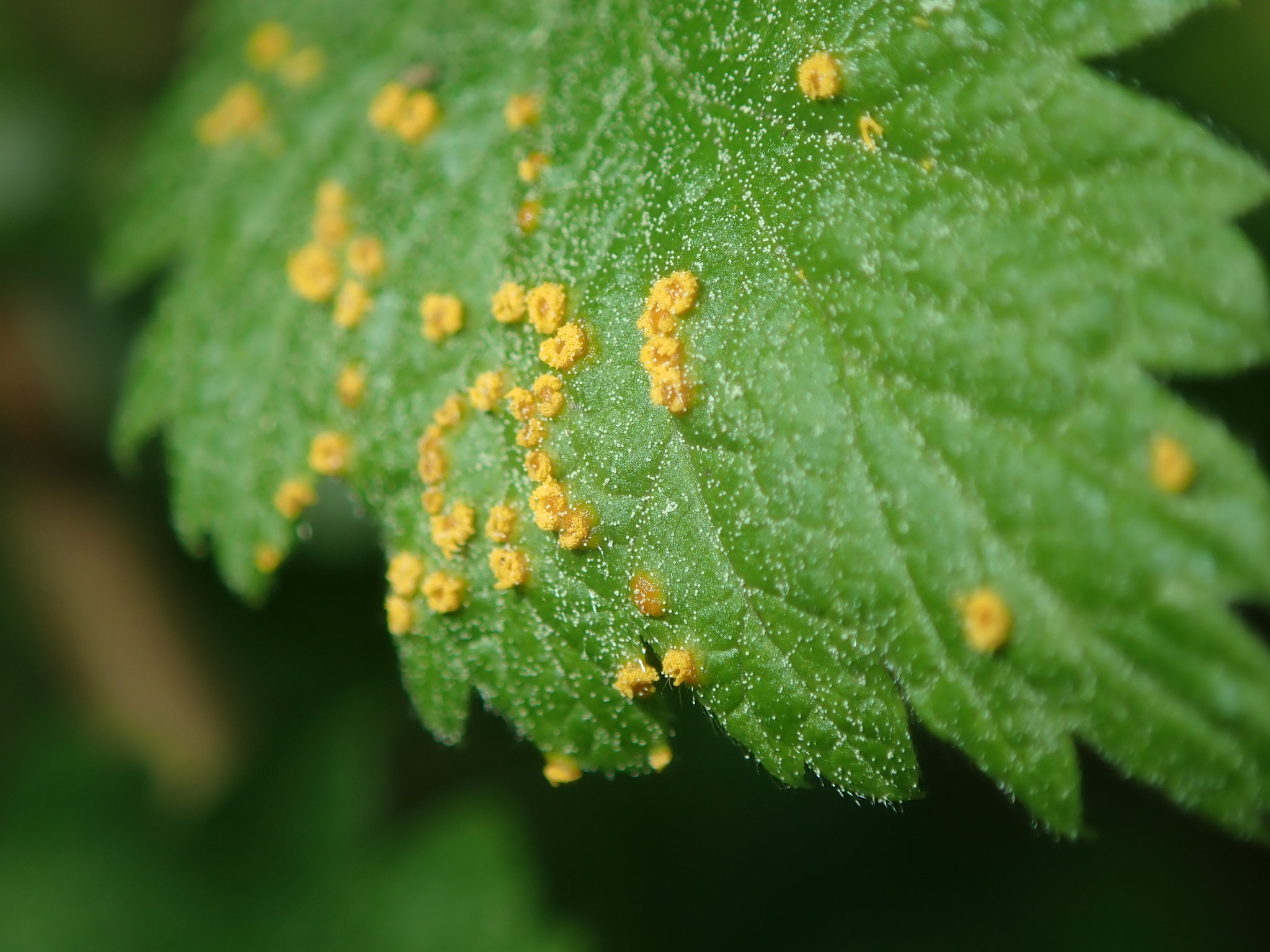 Phragmidium rubi-idaei - Himbeerrost