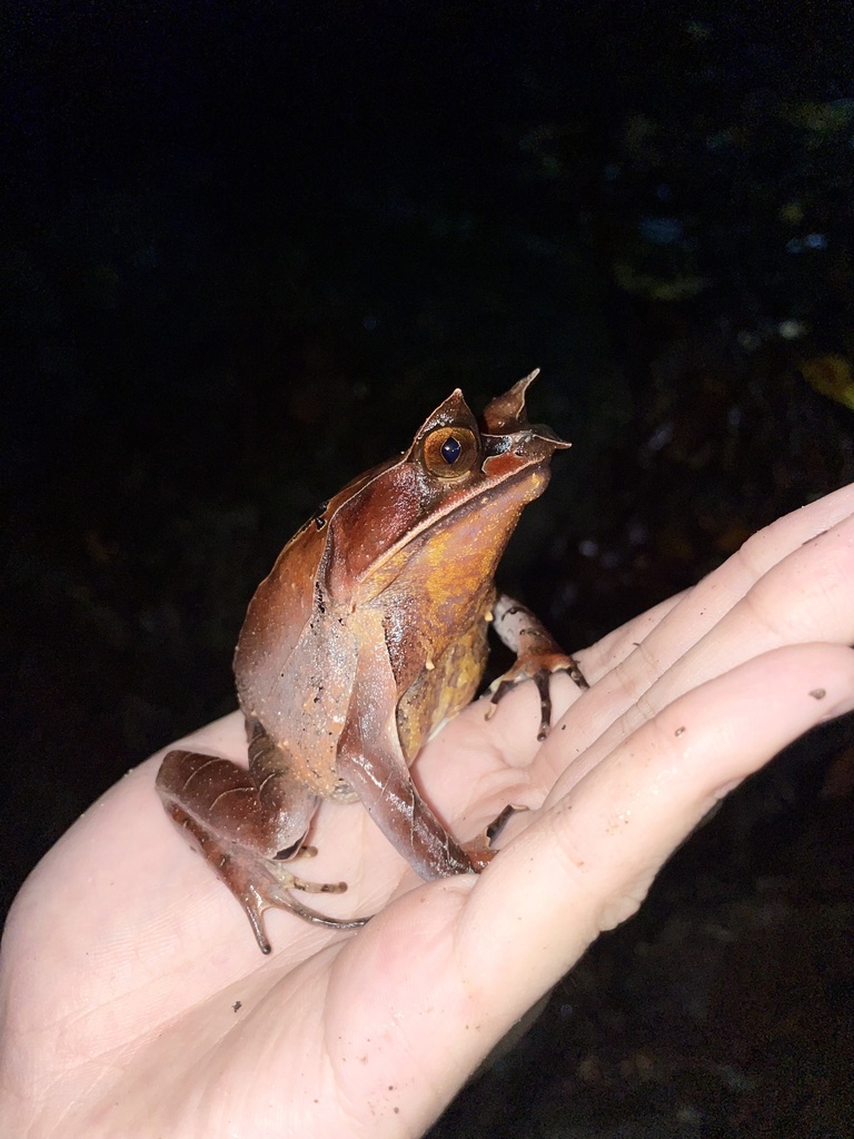 Long-nosed Horned Frog in January 2023 by alexericsonlee · iNaturalist