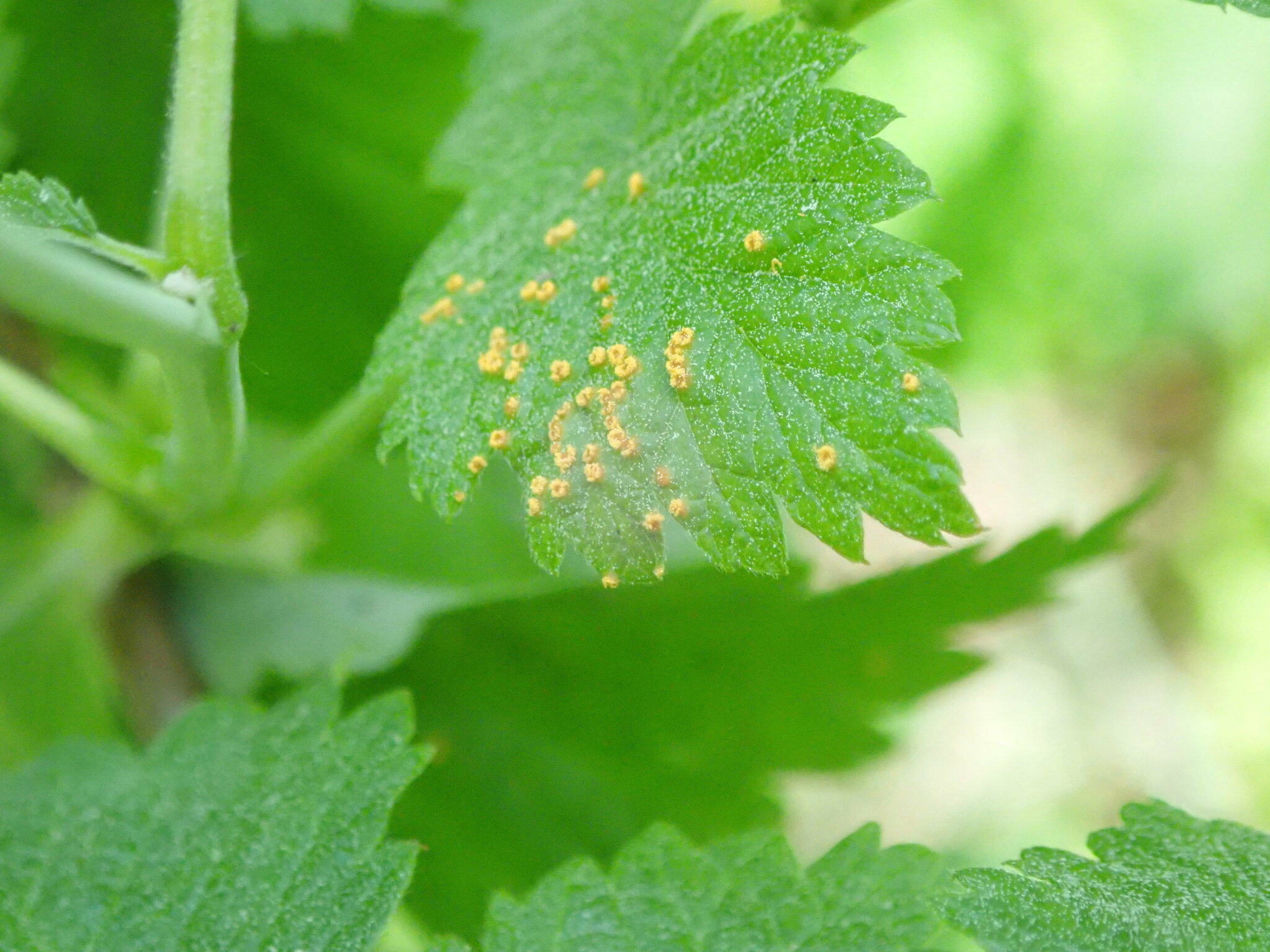 Phragmidium rubi-idaei - Himbeerrost