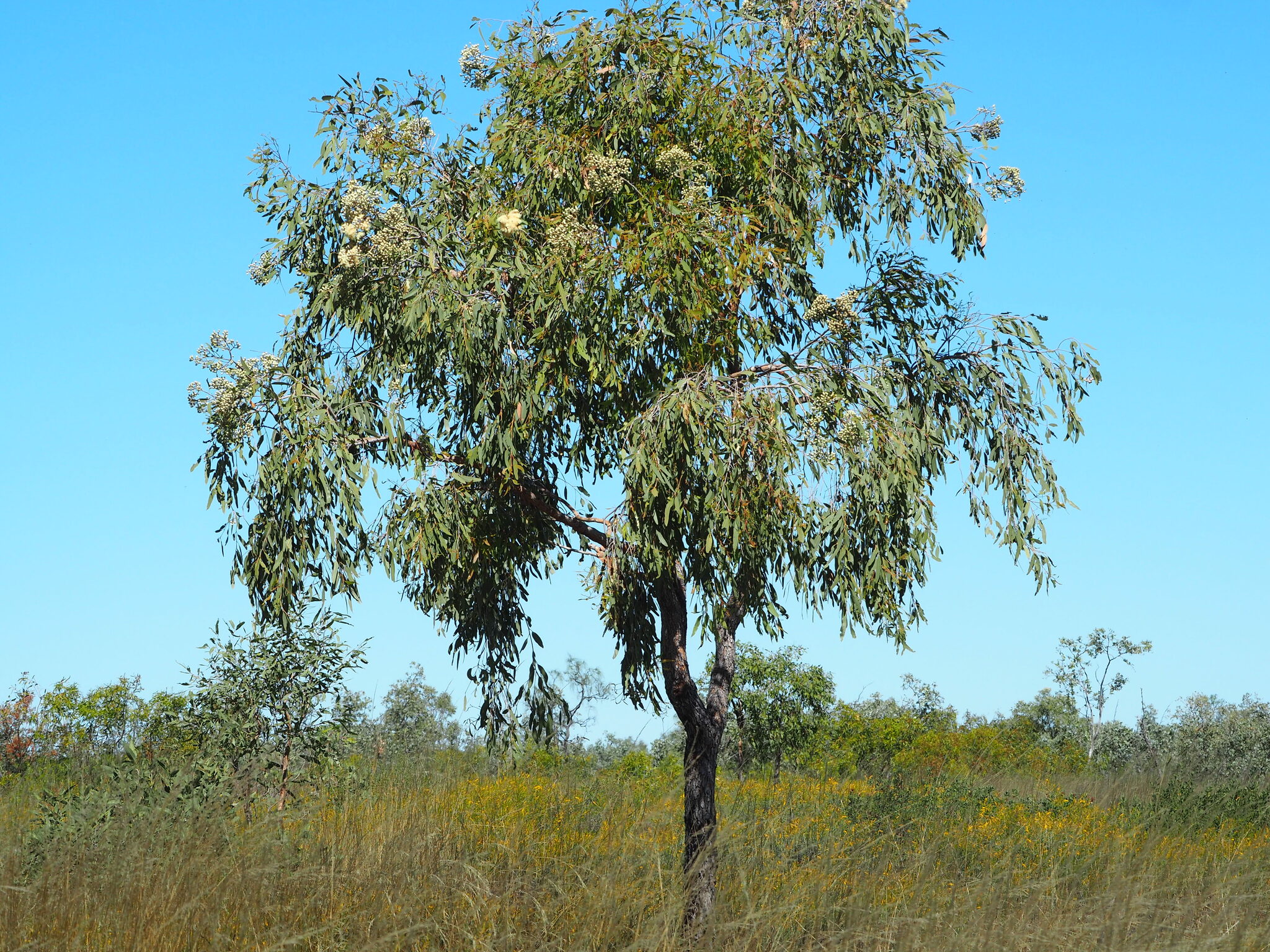 Corymbia terminalis (F.Muell.) K.D.Hill & L.A.S.Johnson