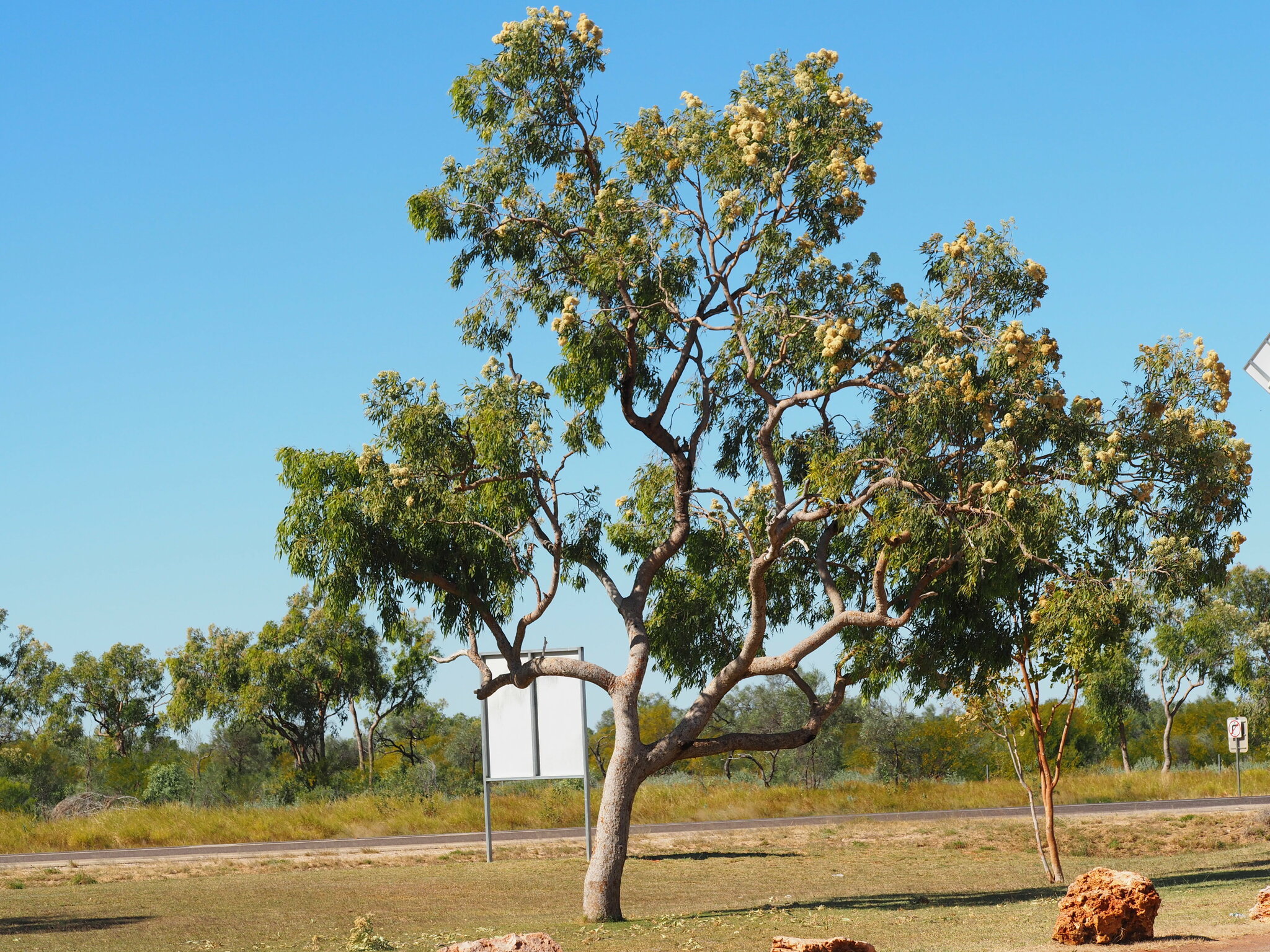 Corymbia terminalis (F.Muell.) K.D.Hill & L.A.S.Johnson