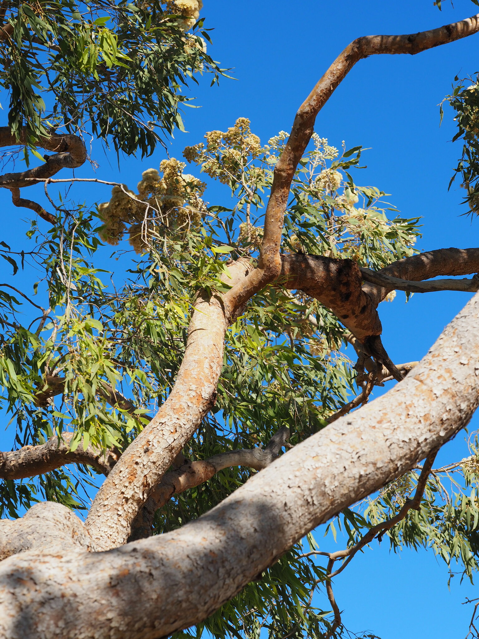 Corymbia terminalis (F.Muell.) K.D.Hill & L.A.S.Johnson