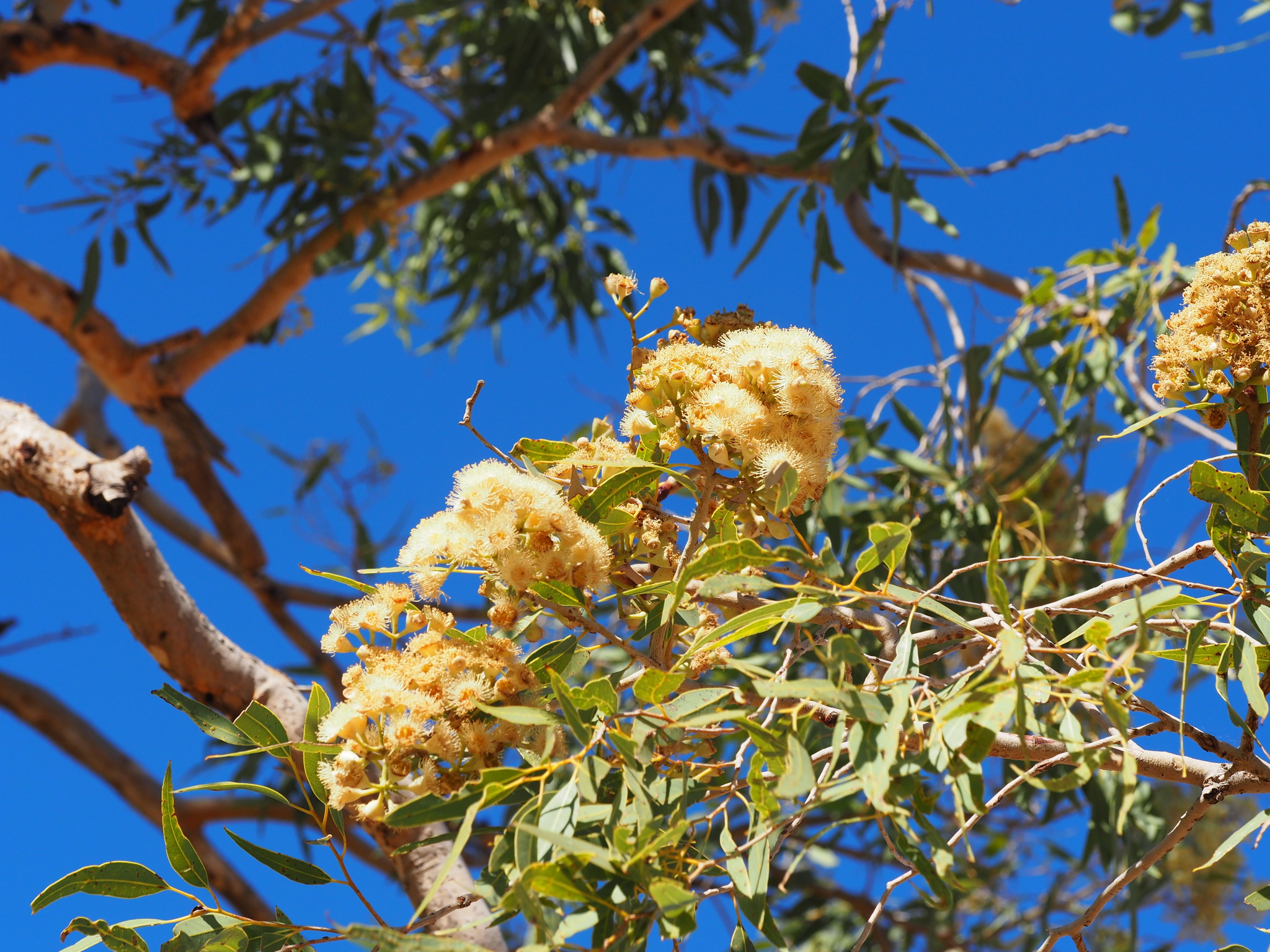 Corymbia terminalis (F.Muell.) K.D.Hill & L.A.S.Johnson