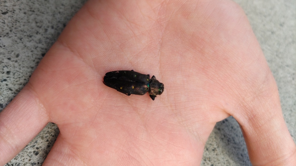 Chrysobothris succedanea from 福島, 倉敷市, 岡山県, JP on May 21, 2023 at 09:46 ...