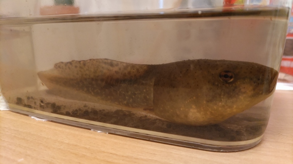 American Bullfrog from 福島, 倉敷市, 岡山県, JP on May 21, 2023 at 06:04 PM by ...