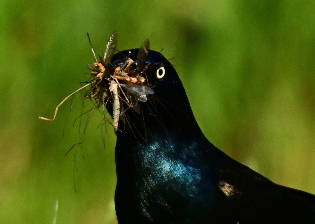 Common Grackle from Hamilton County, OH, USA on May 19, 2023 at 09:06 ...