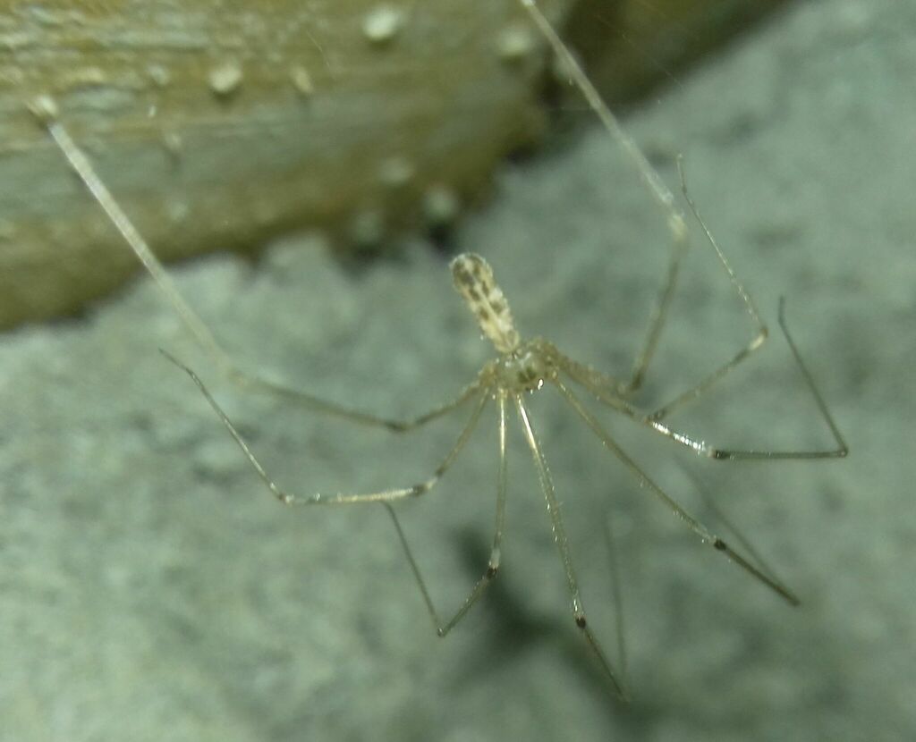 Long-bodied Cellar Spider from Bradulet, Romania on May 6, 2023 at 09: ...