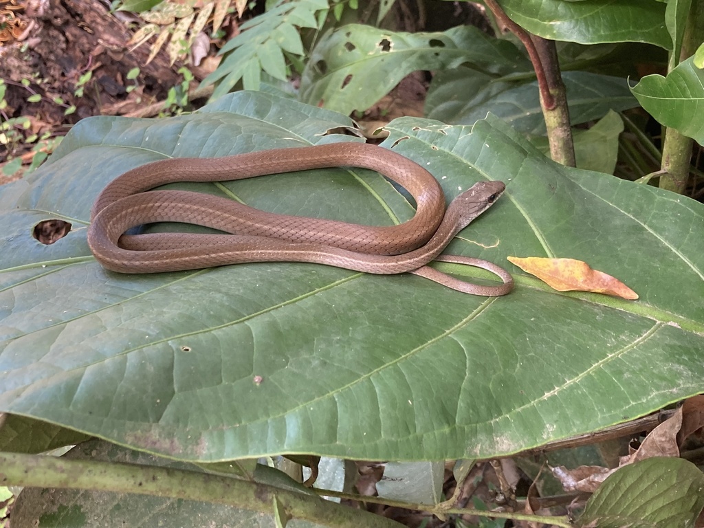 Boddaert's Tropical Racer from San Martín, PE-SM, PE on May 15, 2023 at ...