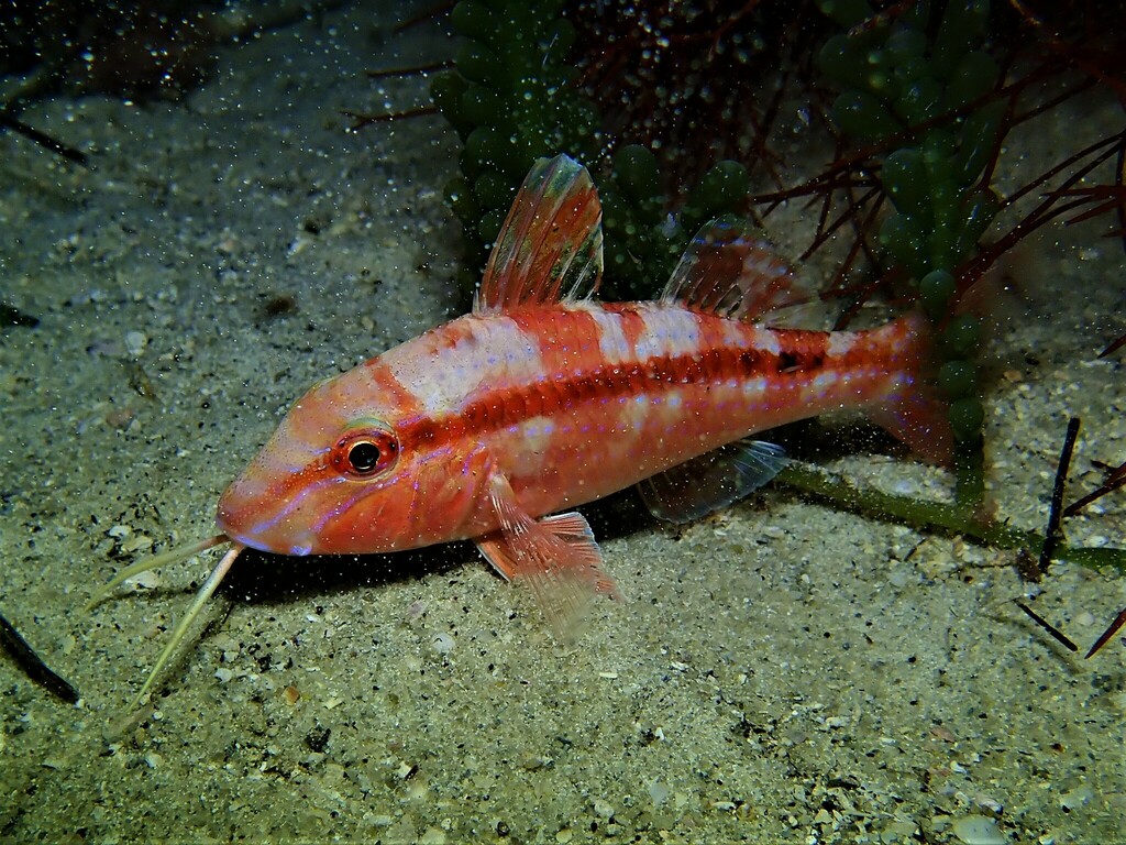 Bluespotted Goatfish from South Cottesloe Sponge Gardens, Perth WA ...