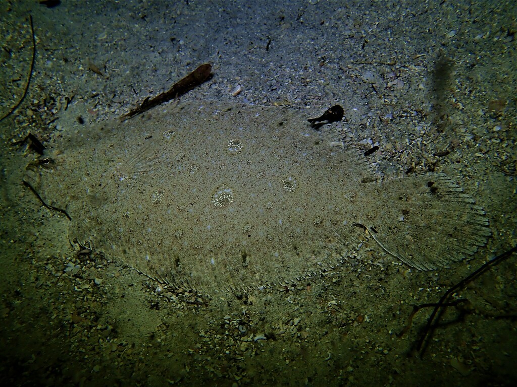 Smalltooth Flounder from South Cottesloe Sponge Gardens, Perth WA ...