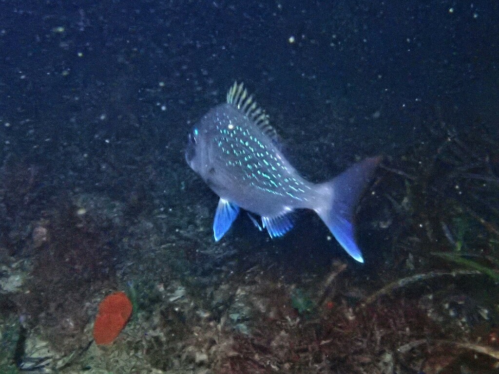 Australasian Snapper from South Cottesloe Sponge Gardens, Perth WA ...