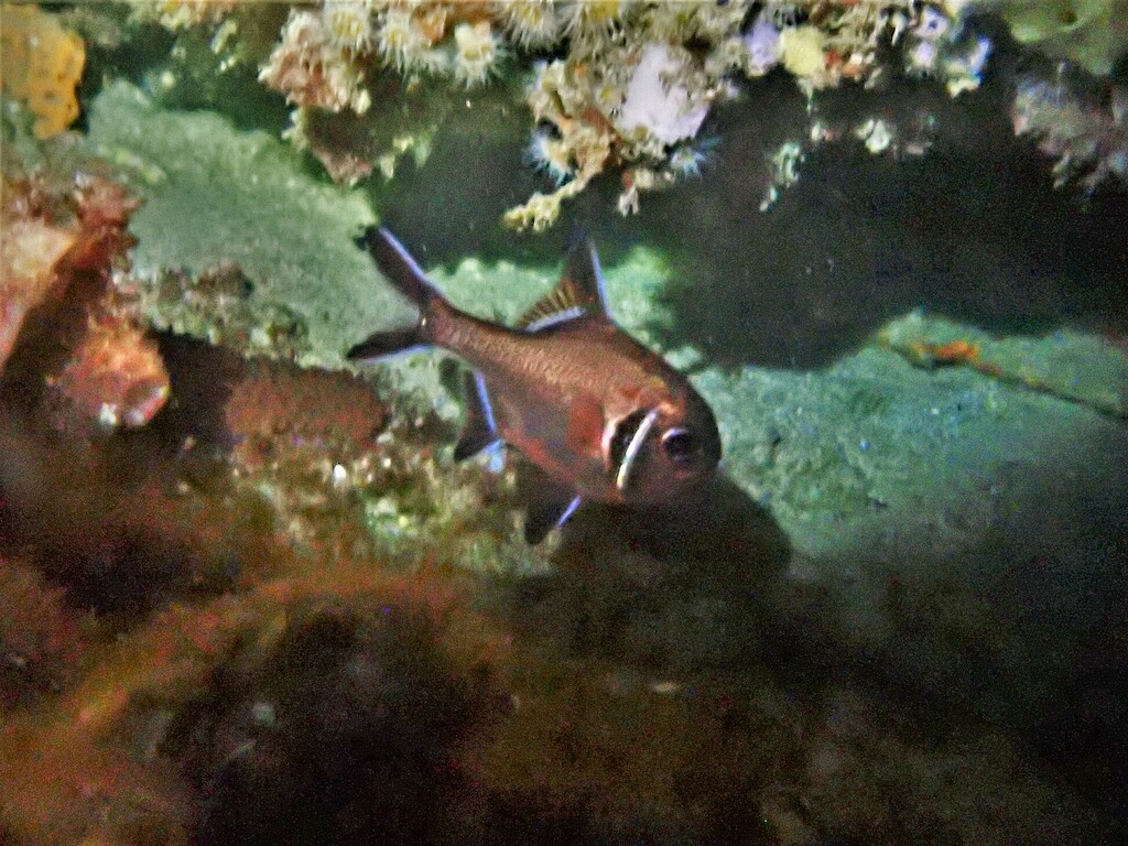 Southern Roughy from South Cottesloe Sponge Gardens, Perth WA ...