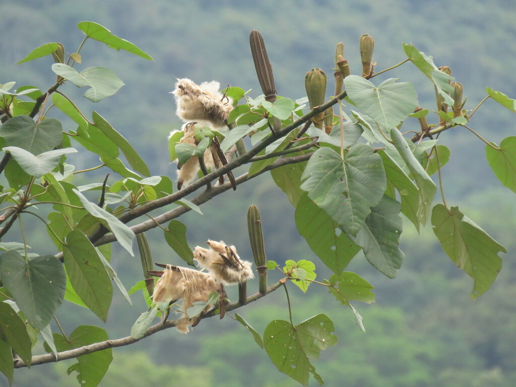 Balsa Tree from Anapoima, Cundinamarca, Colombia on May 14, 2022 at 10: ...