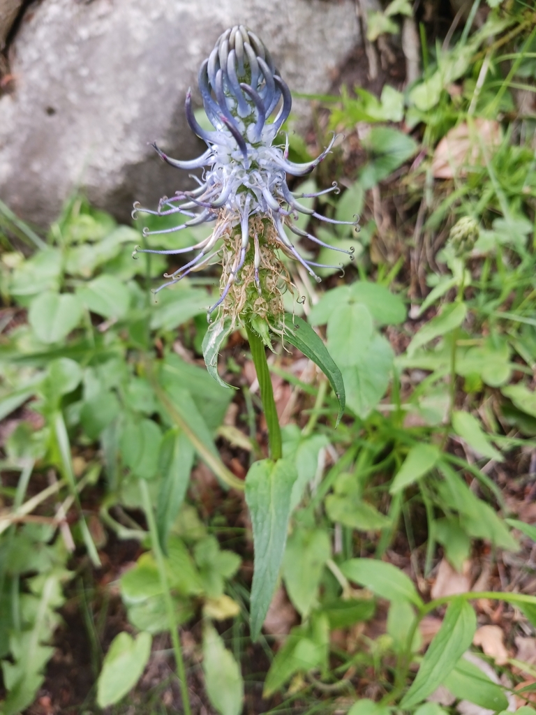 Spiked rampion from 65120 Sers, France on May 21, 2023 at 02:48 PM by ...