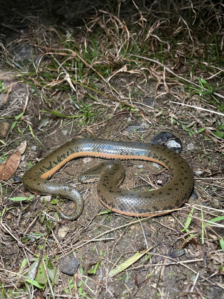 Chinese Water Snake in February 2023 by alexericsonlee · iNaturalist
