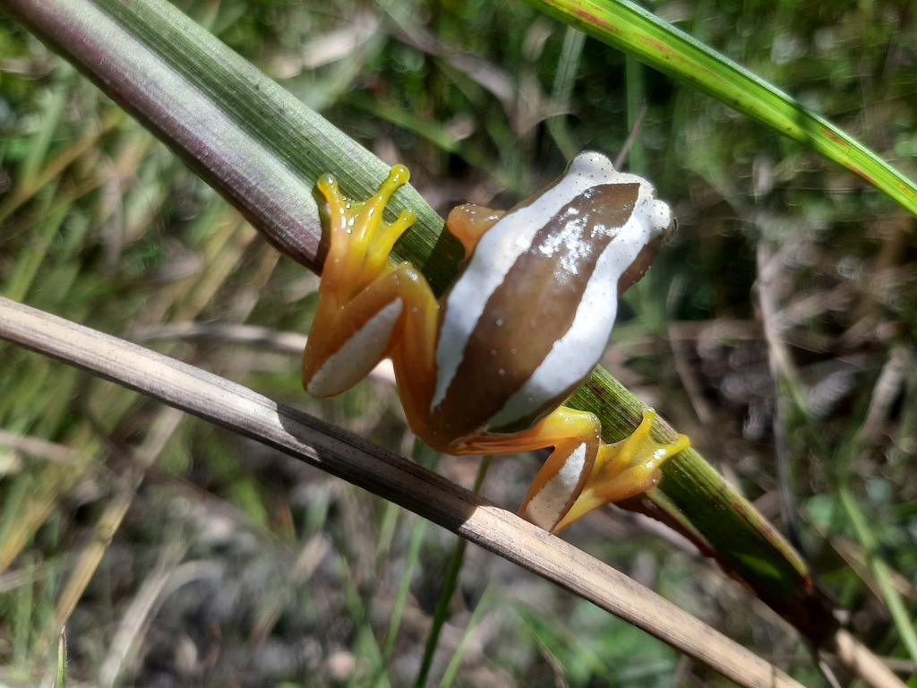 Fornasini's Spiny Reed Frog from Pebane, Mozambique on May 20, 2023 at ...