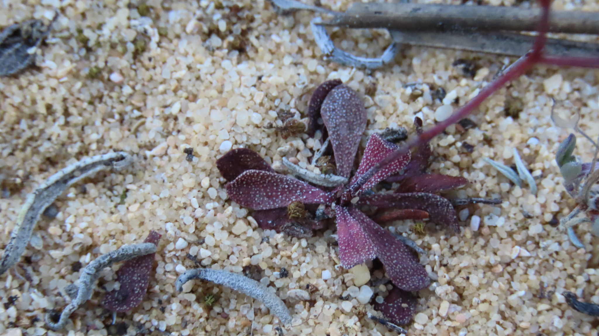 Limonium echioides (L.) Mill.