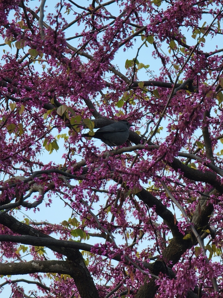 Gray Catbird from Minnetrista, MN 55331, USA on May 20, 2023 at 08:24 ...