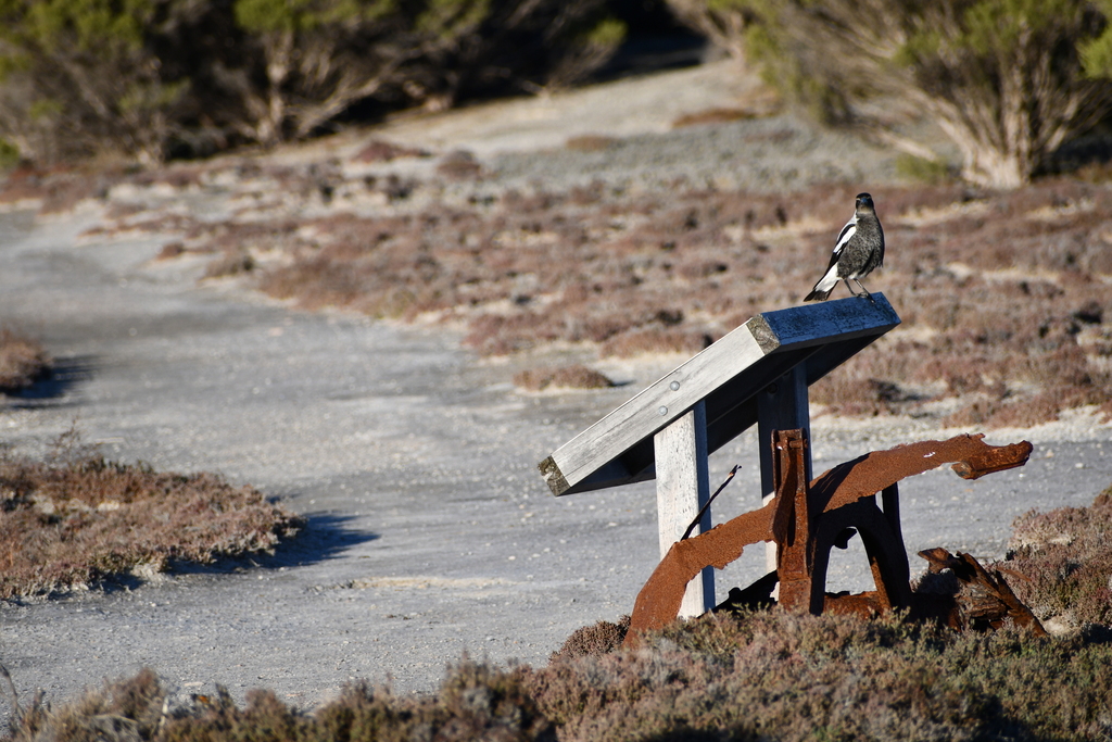 Australian Magpie from Inneston SA 5577, Australia on May 18, 2023 at ...
