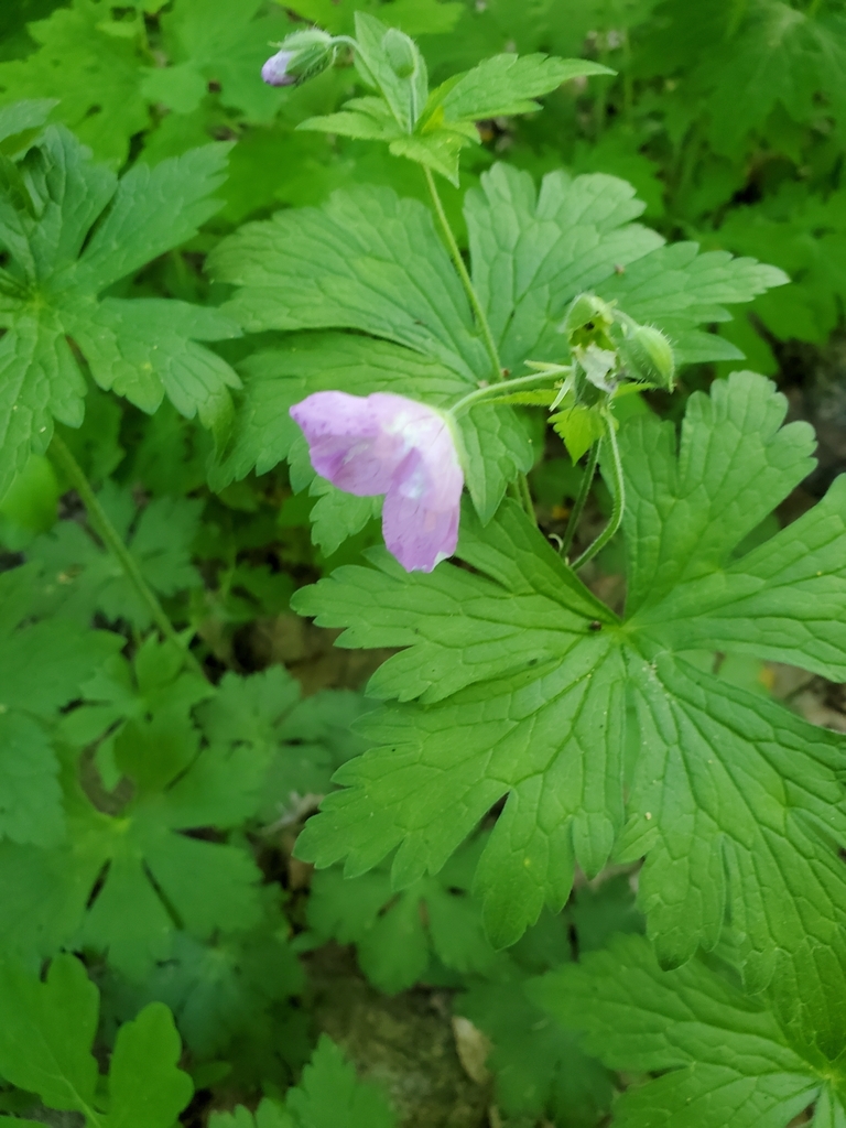 wild geranium from Chanhassen, MN, USA on May 21, 2023 at 07:57 AM by ...
