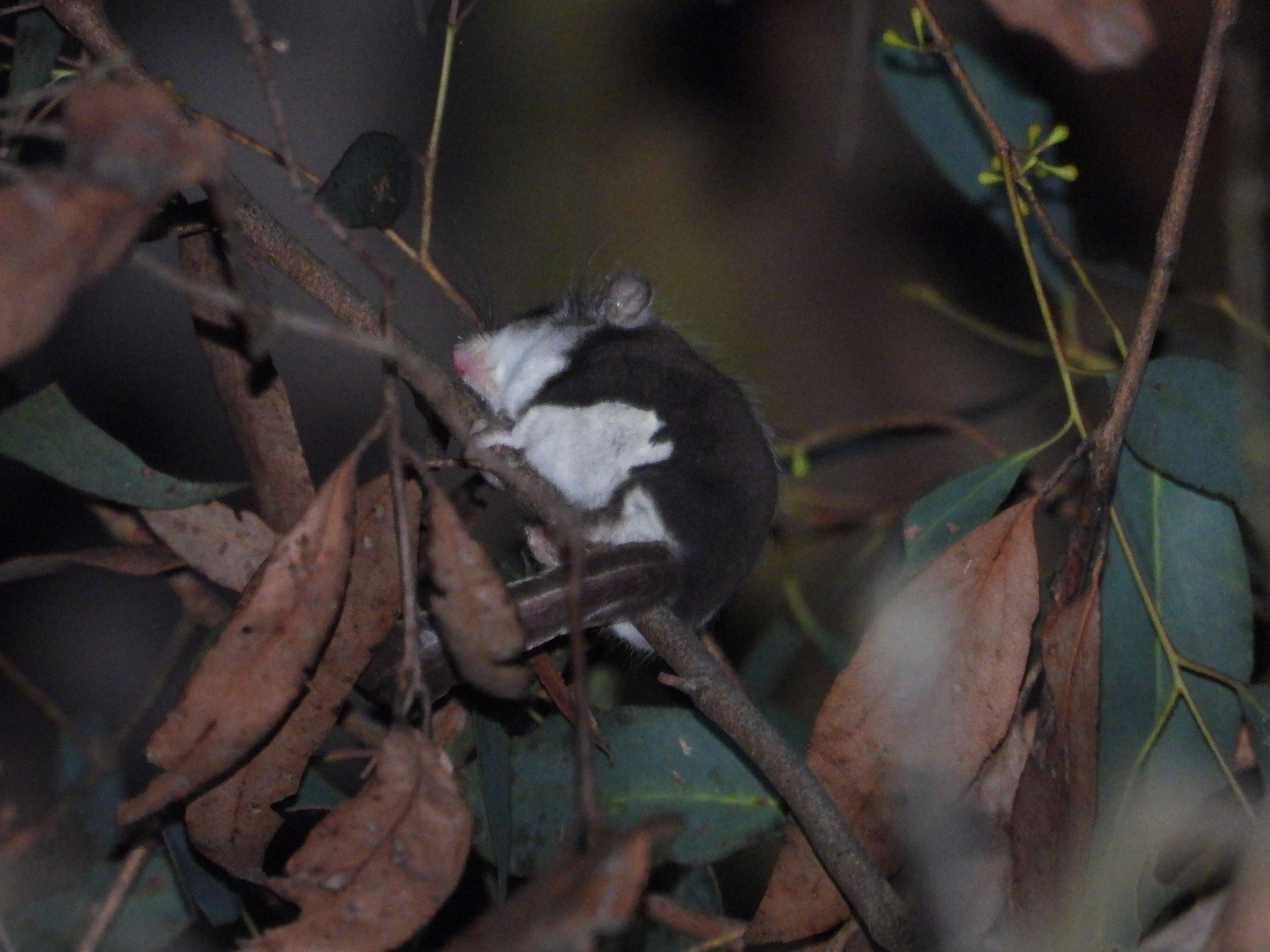 Acrobates pygmaeus (Shaw, 1793)