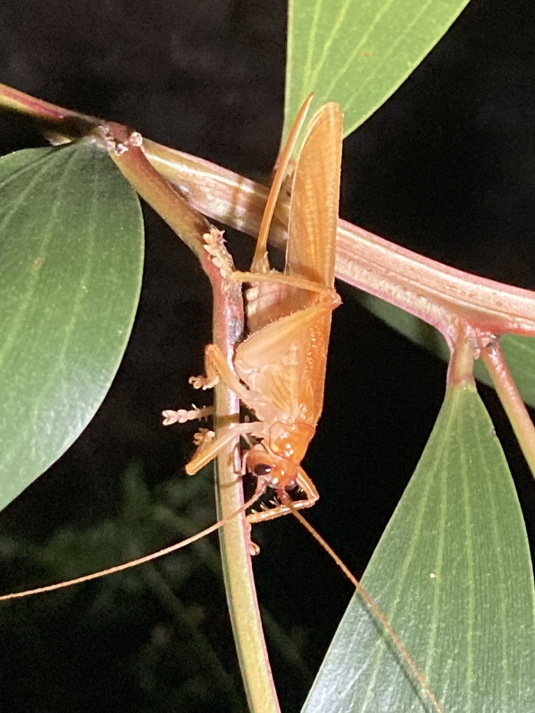 Pterapotrechus from Toohey Forest Park, Nathan, QLD, AU on May 21, 2023 ...