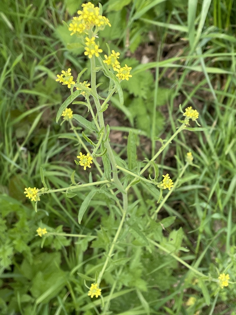 Hedge mustard from Ashtead Park Ward, Epsom, England, GB on May 21 ...