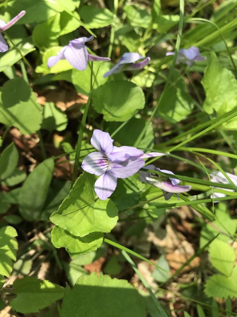 Long-spurred violet from Kerr Rd, Drummond/North Elmsley, ON, CA on May ...