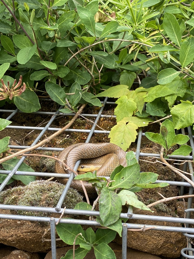 Aesculapian Snake from London Zoo, London, England, GB on May 21, 2023 ...