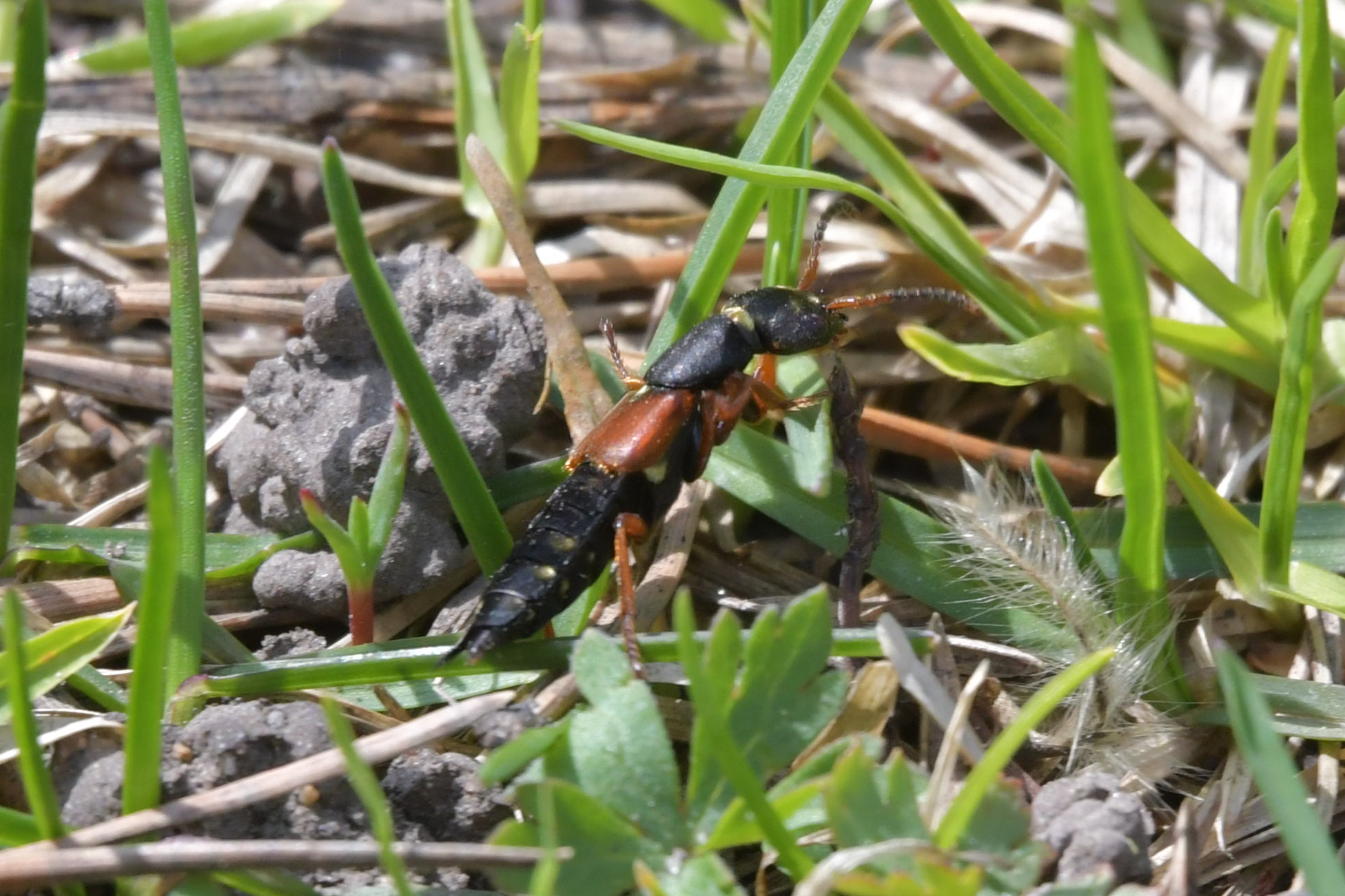 Staphylinus erythropterus Linnaeus, 1758