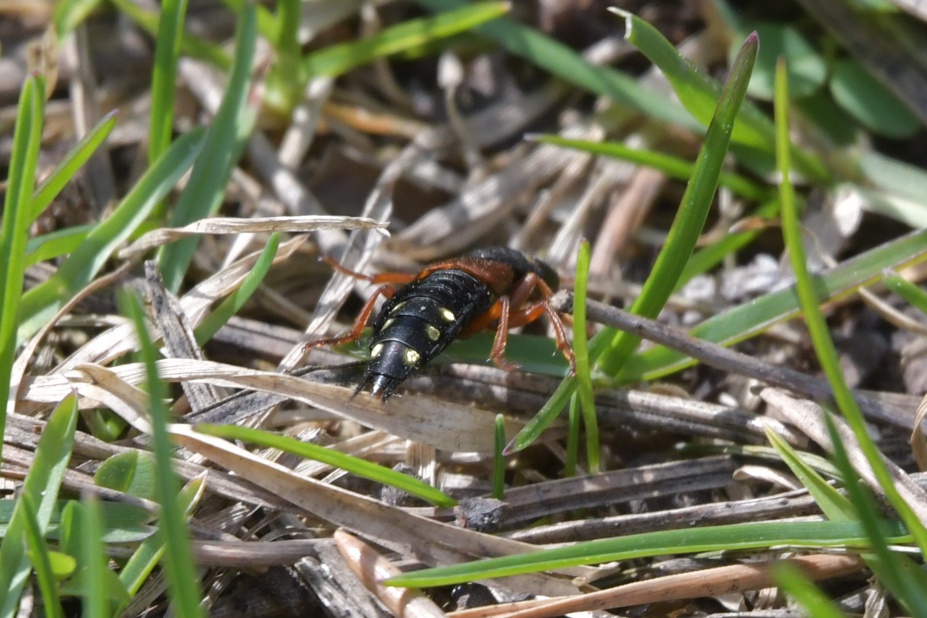 Staphylinus erythropterus Linnaeus, 1758