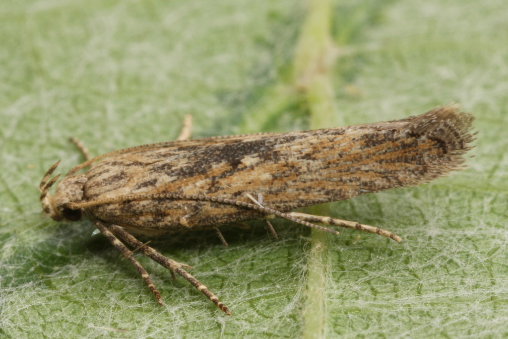 Potato Tuber Moth from 93437 Furth im Wald, eigener Garten Deutschland ...