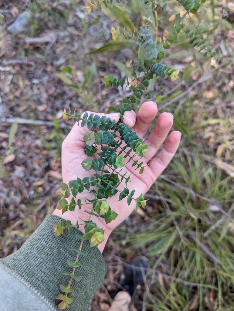 spiny bush-pea from Buccan QLD 4207, Australia on May 21, 2023 at 02:40 ...