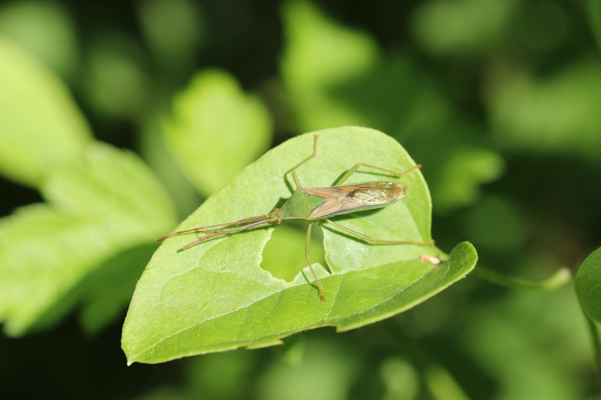 Homoeocerus Burmeister, 1835