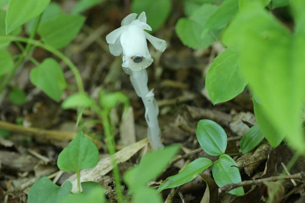 Monotropastrum humile from 大地沢 on May 4, 2023 at 09:30 AM by 登坂久雄 ...