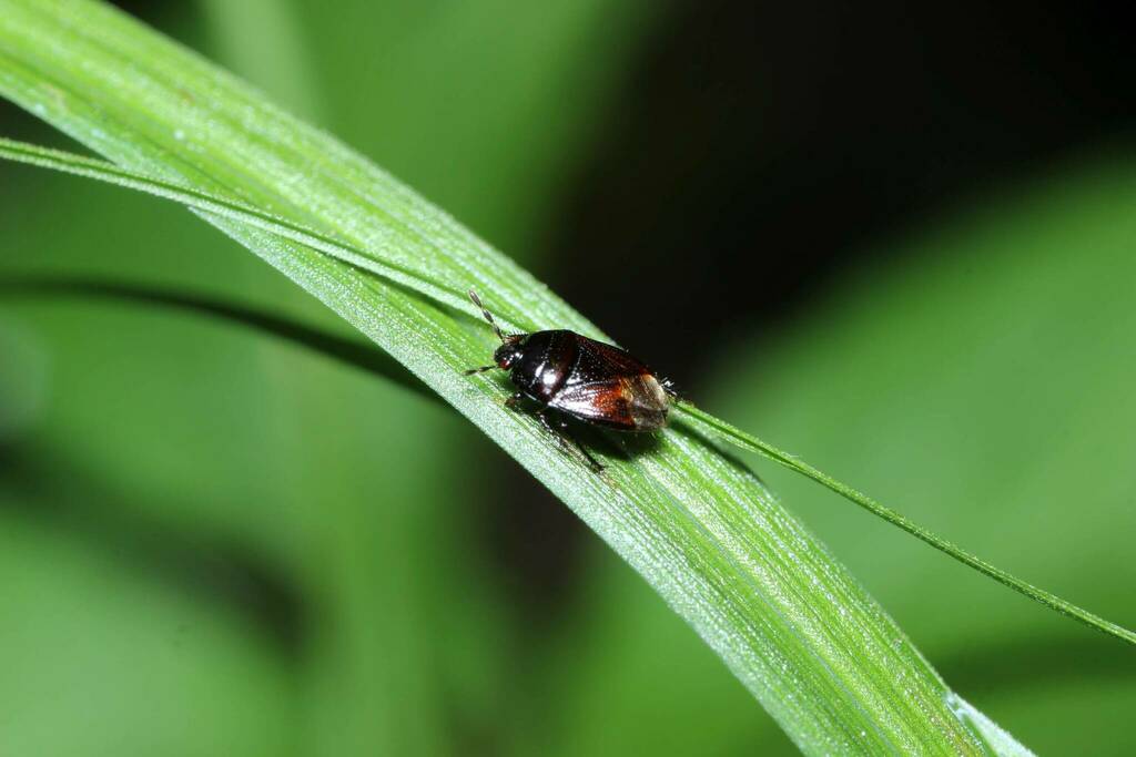 Chilocoris nigricans from 大戸緑地 on May 4, 2023 at 12:28 PM by 登坂久雄. ヒメツヤ ...