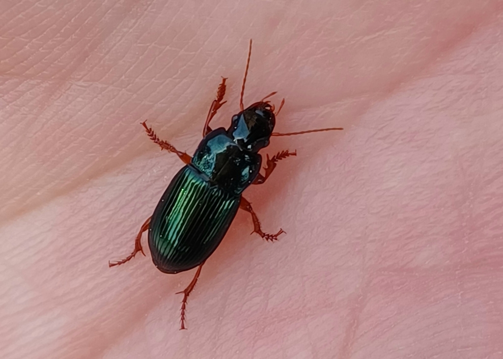 Harpalus rubripes from 8820 Torhout, België on May 20, 2023 at 03:49 PM ...