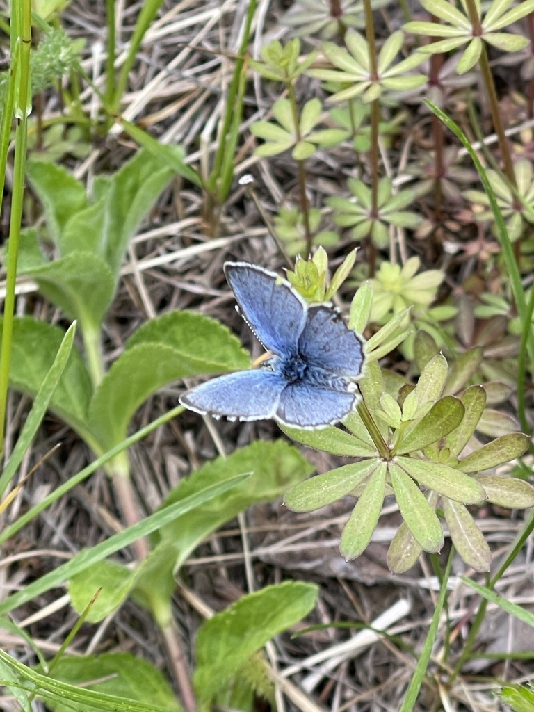 Karner Blue in May 2023 by mountainviewer · iNaturalist