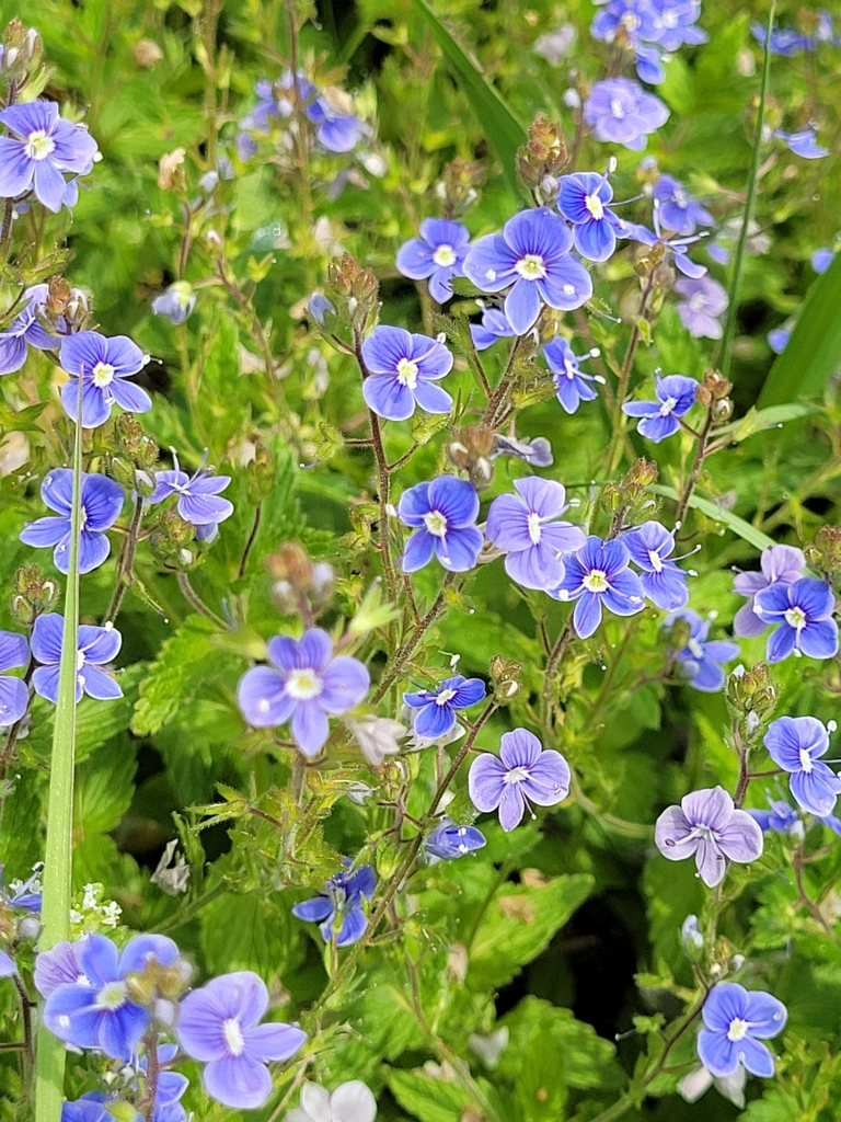 Germander Speedwell from 38274 Elbe, Deutschland on May 21, 2023 at 12: ...