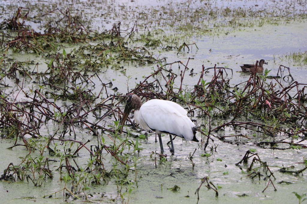 Wood Stork from 325 SE Williston Rd, Gainesville, FL 32641, USA on ...