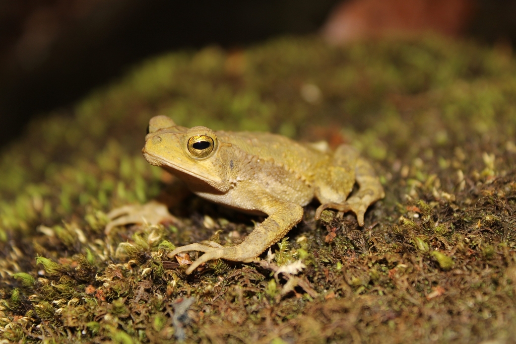 Green Climbing Toad from Santa Fe, Panamá on May 20, 2023 at 09:11 PM ...