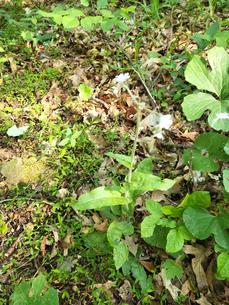 wild comfrey from Thurmont on May 21, 2023 at 08:59 AM by dlportney ...