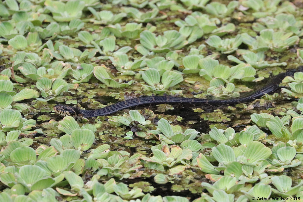 Florida Watersnake from MM63-North, Big Cypress National Preserve, FL ...
